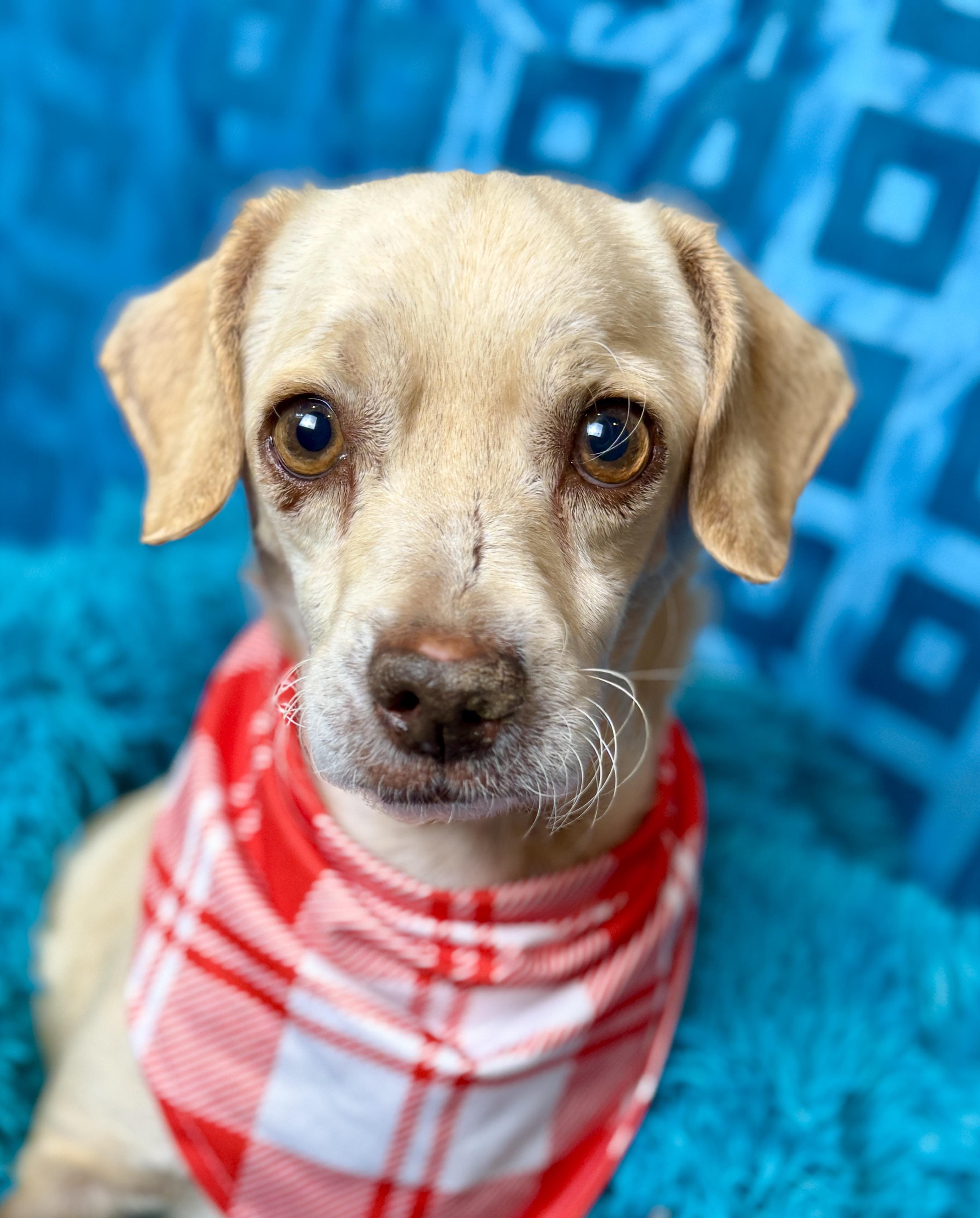 Adopt Tucker! Walks around with a ball in his mouth, loves people with ...