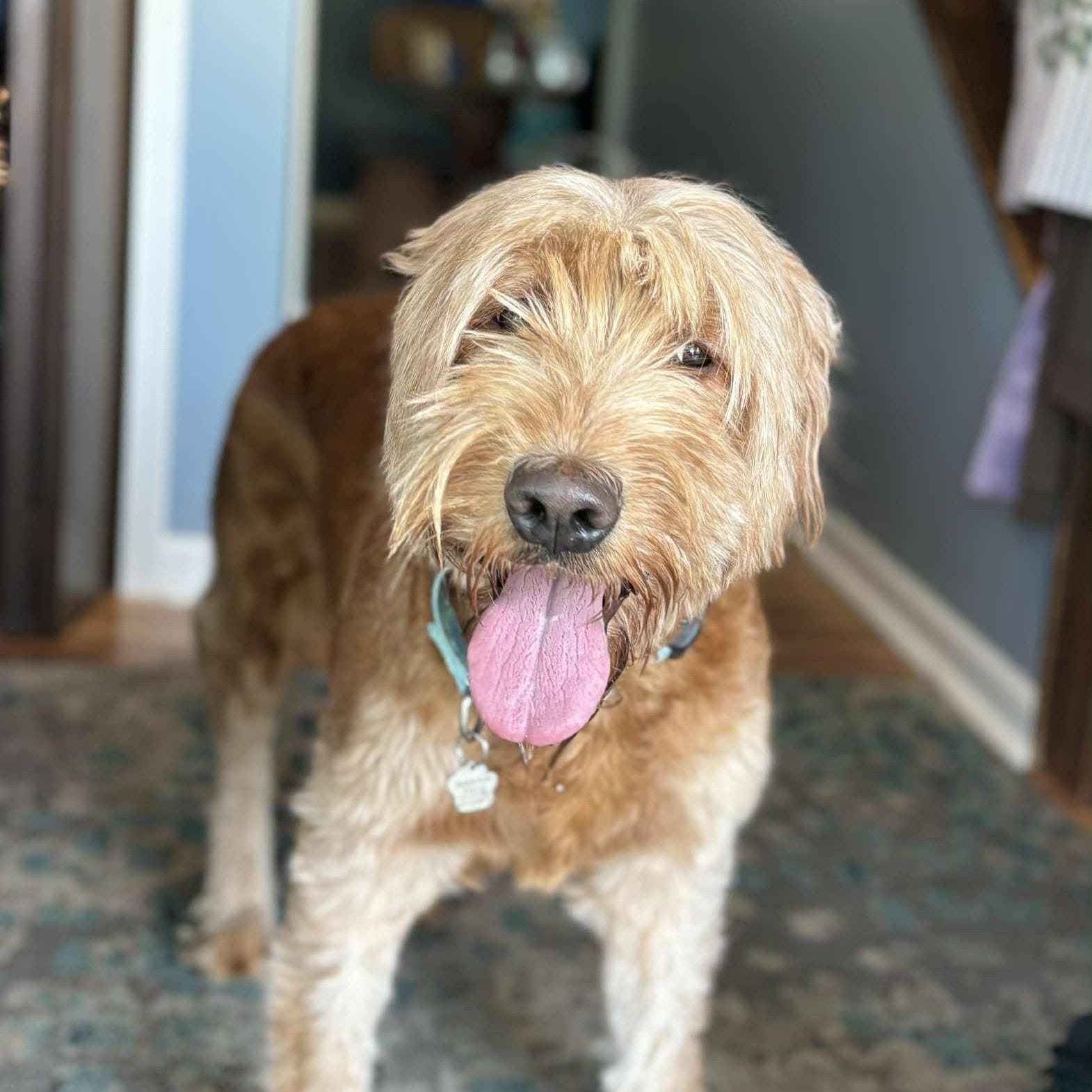 Adopt Winnie Today - Find Paw Pal