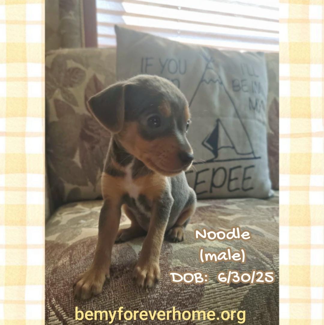 Adopt Noodle Today - Find Paw Pal