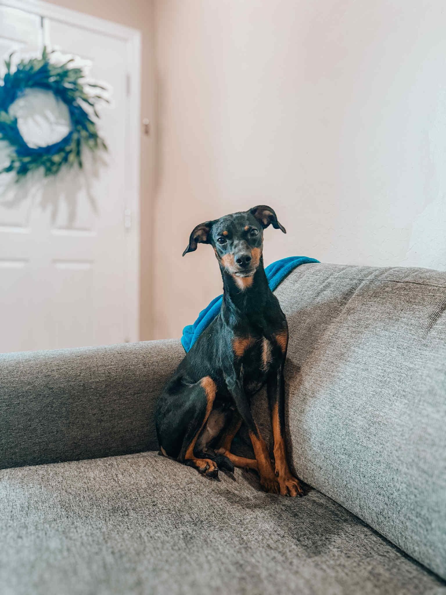 Adopt Bruce- doberman stature, in a mini body Today - Find Paw Pal