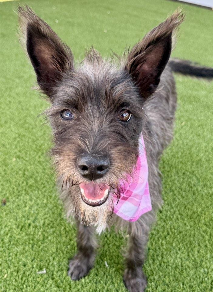 Adopt Abbie - I am a sweet belly dog who loves everyone! Today - Find ...