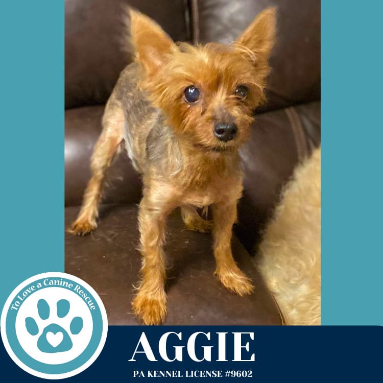 Adopt Aggie 080925 Today - Find Paw Pal