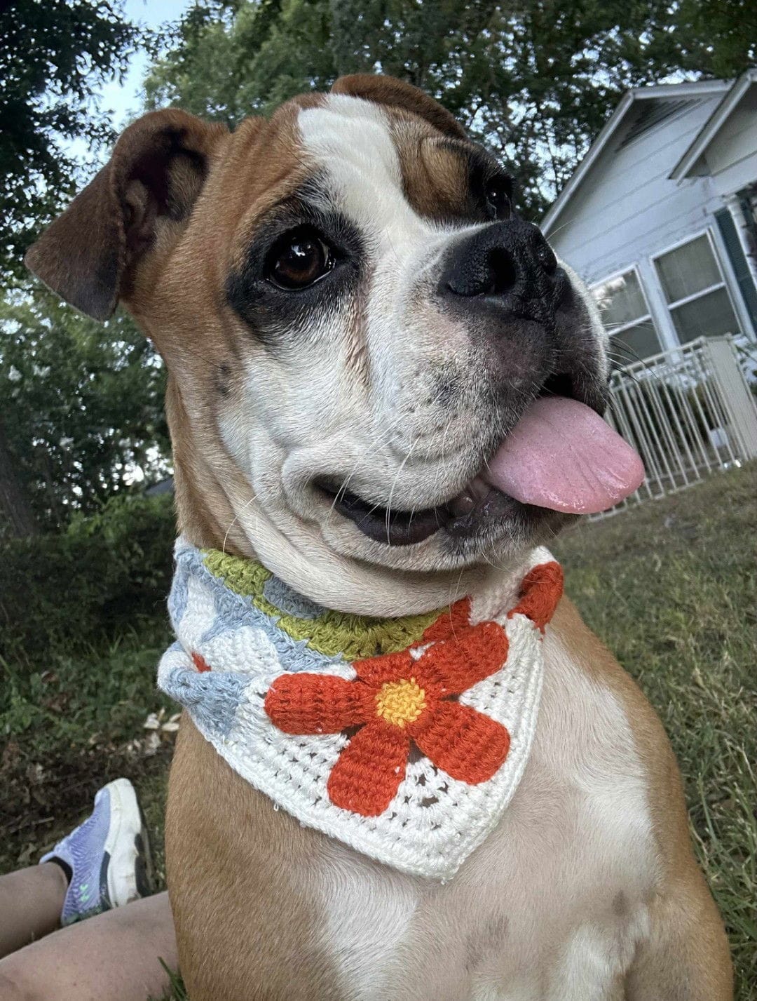 Adopt Nora MGO in MS Today - Find Paw Pal