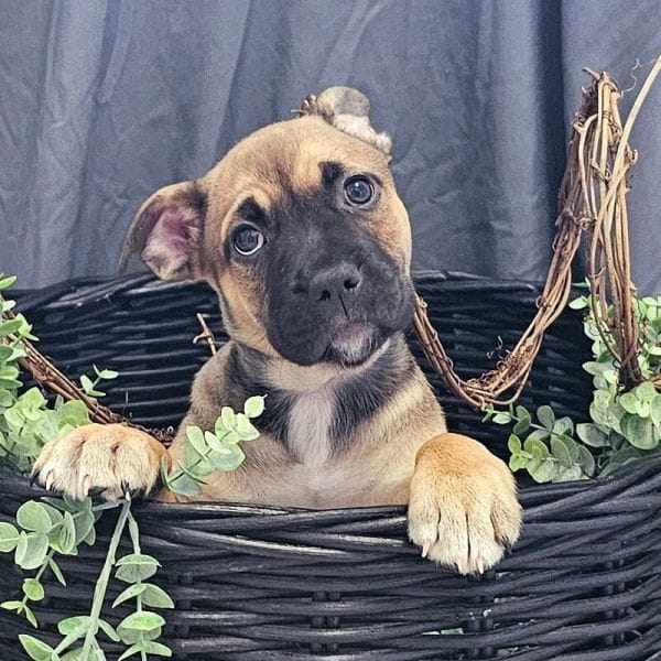 Adopt Patti Today - Pets TheCountyOffice