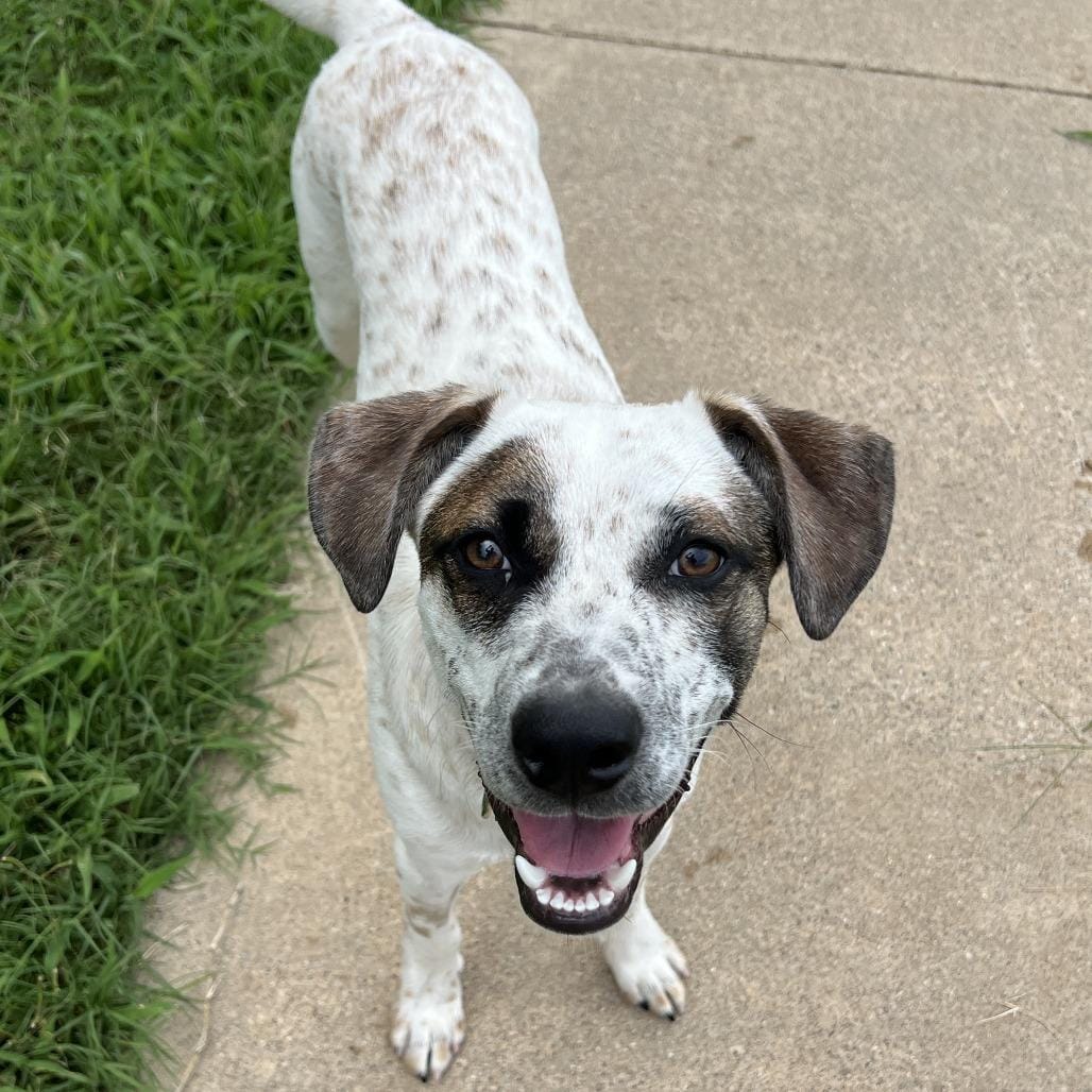 Adopt Pedro aka "Lucas" Today - Find Paw Pal