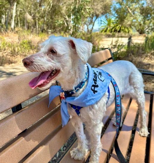 Adopt Samson Today - Find Paw Pal