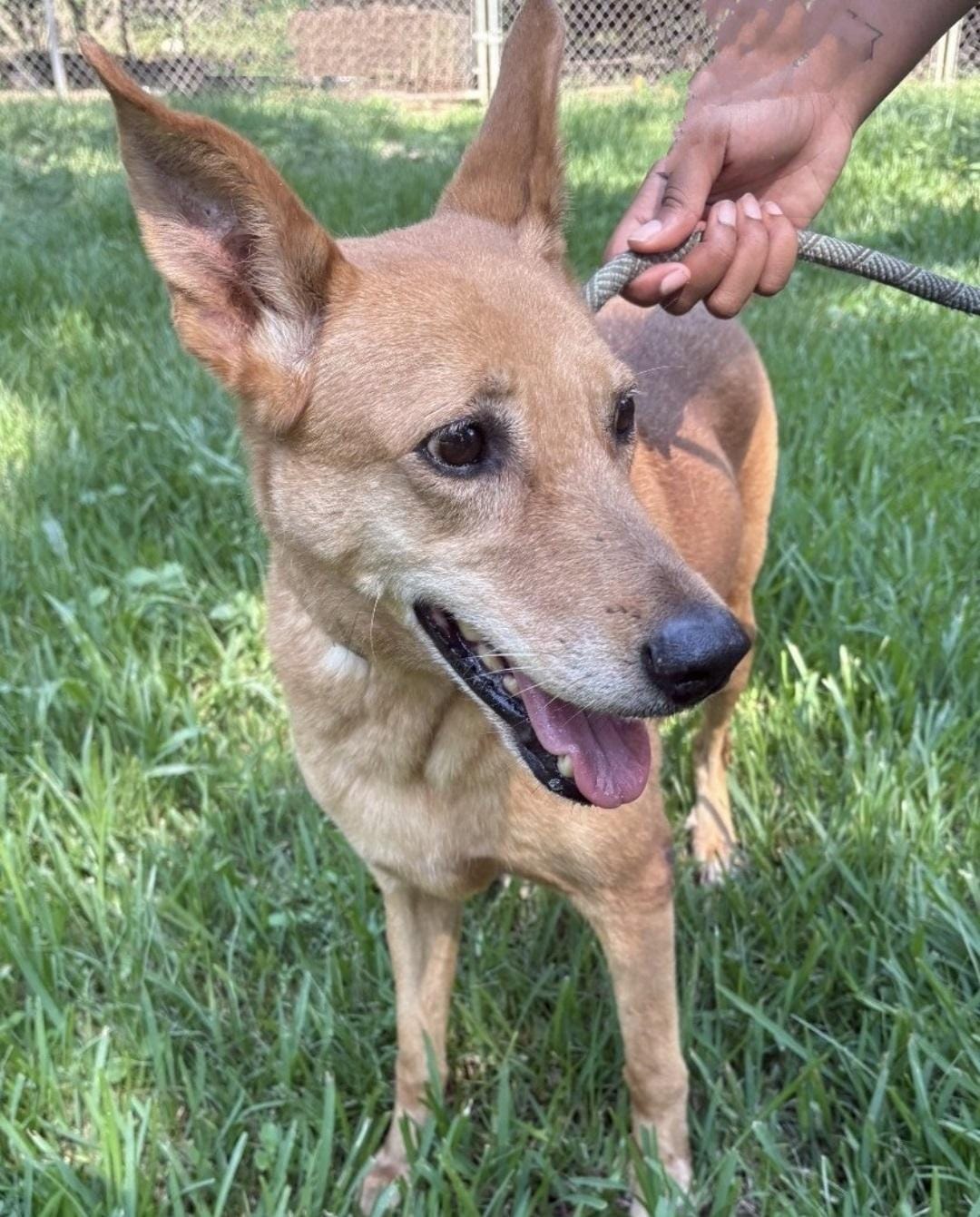 Adopt Kay Kay - 7 Year Old Carolina Dog Mix - Dog Friendly - UPD on ...