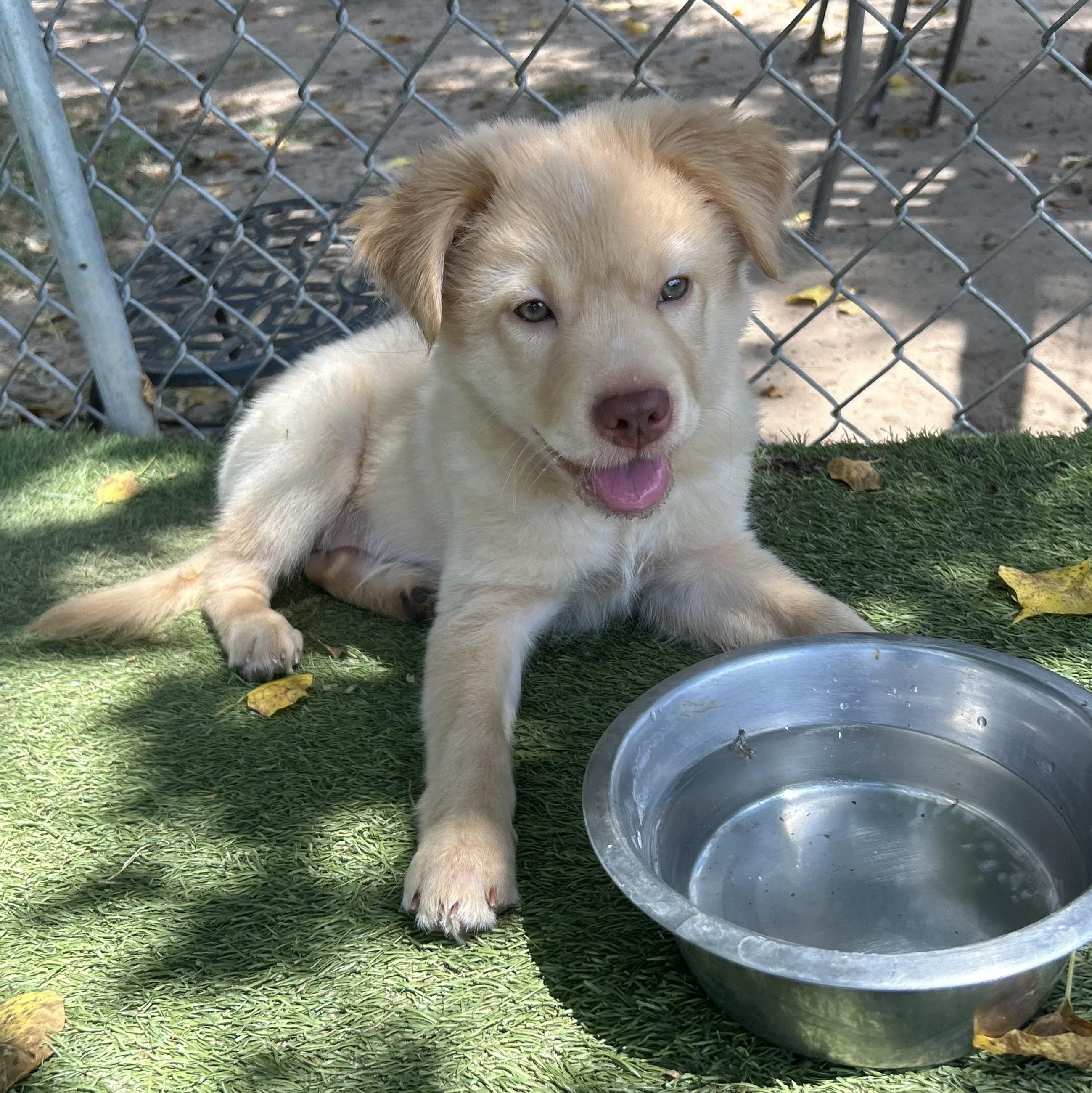 Adopt Sunshine Today - Find Paw Pal