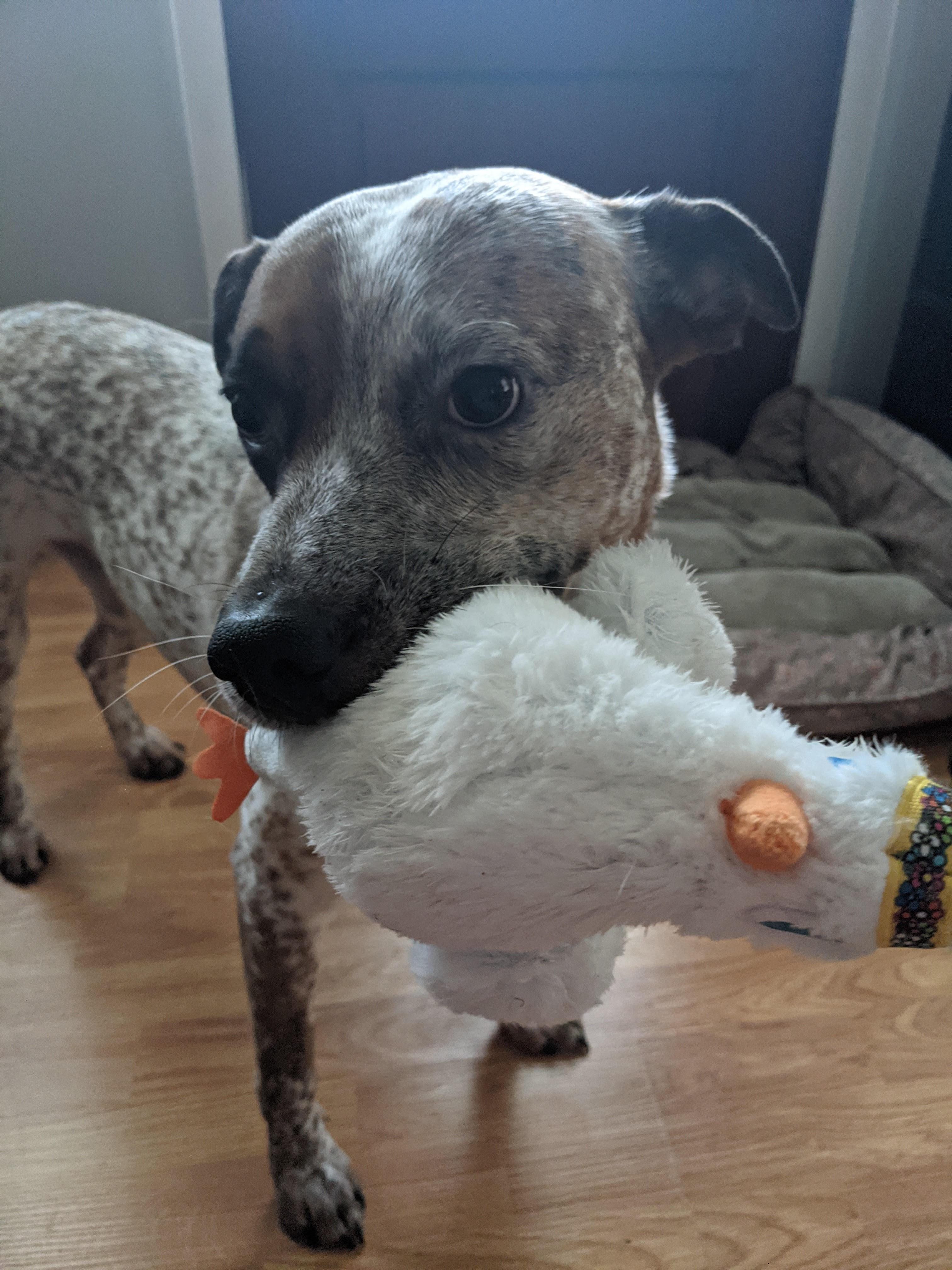 Adopt Dillon / Axel Today - Pets TheCountyOffice