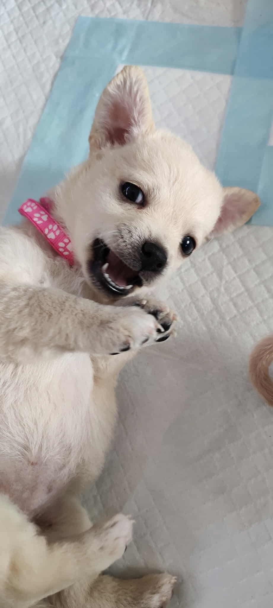 Adopt Ava Today - Find Paw Pal