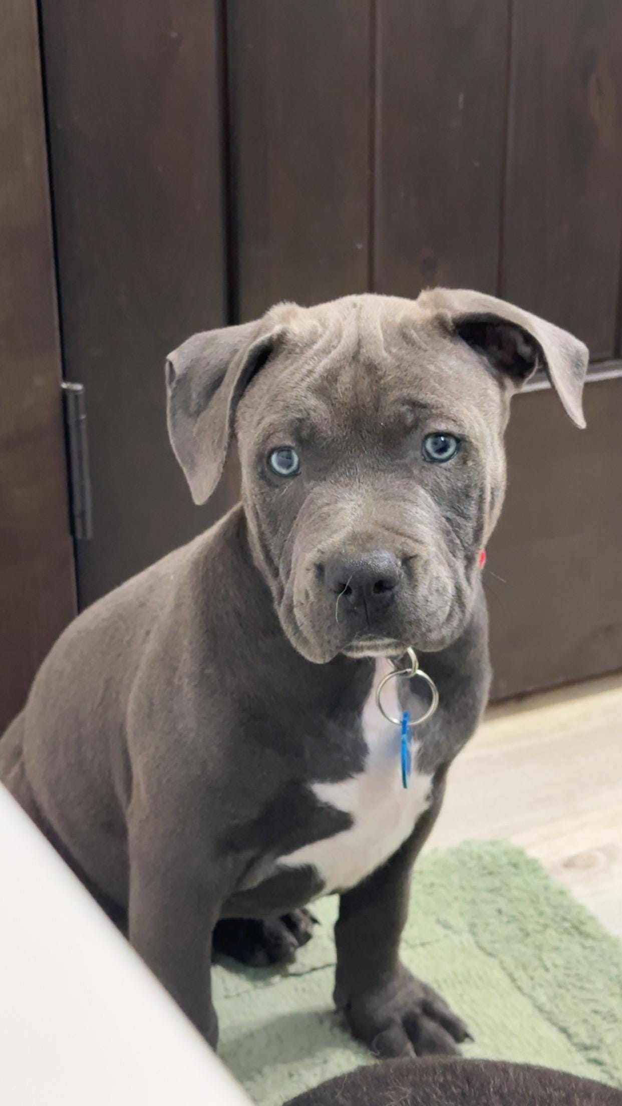 Adopt Yenko Today - Pets TheCountyOffice