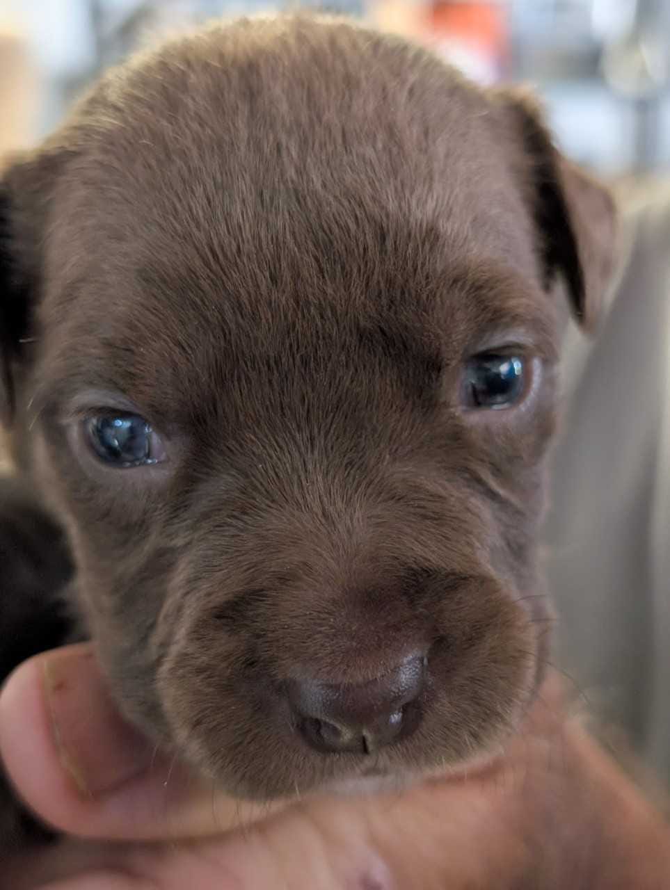 Adopt Roxy the staffie mix puppy Today - Find Paw Pal