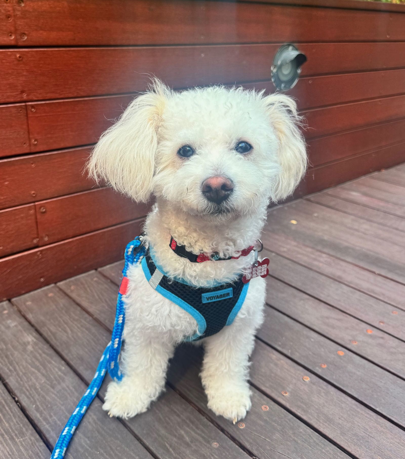 Adopt Alibi Today - Find Paw Pal