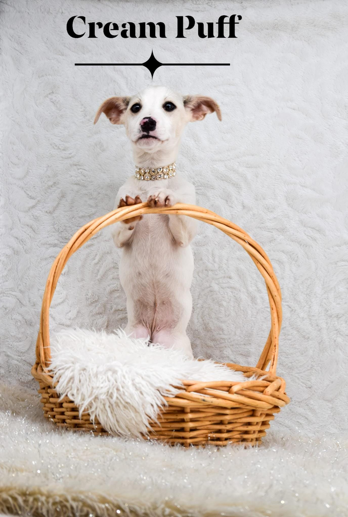 Adopt Cream Puff Today - Find Paw Pal