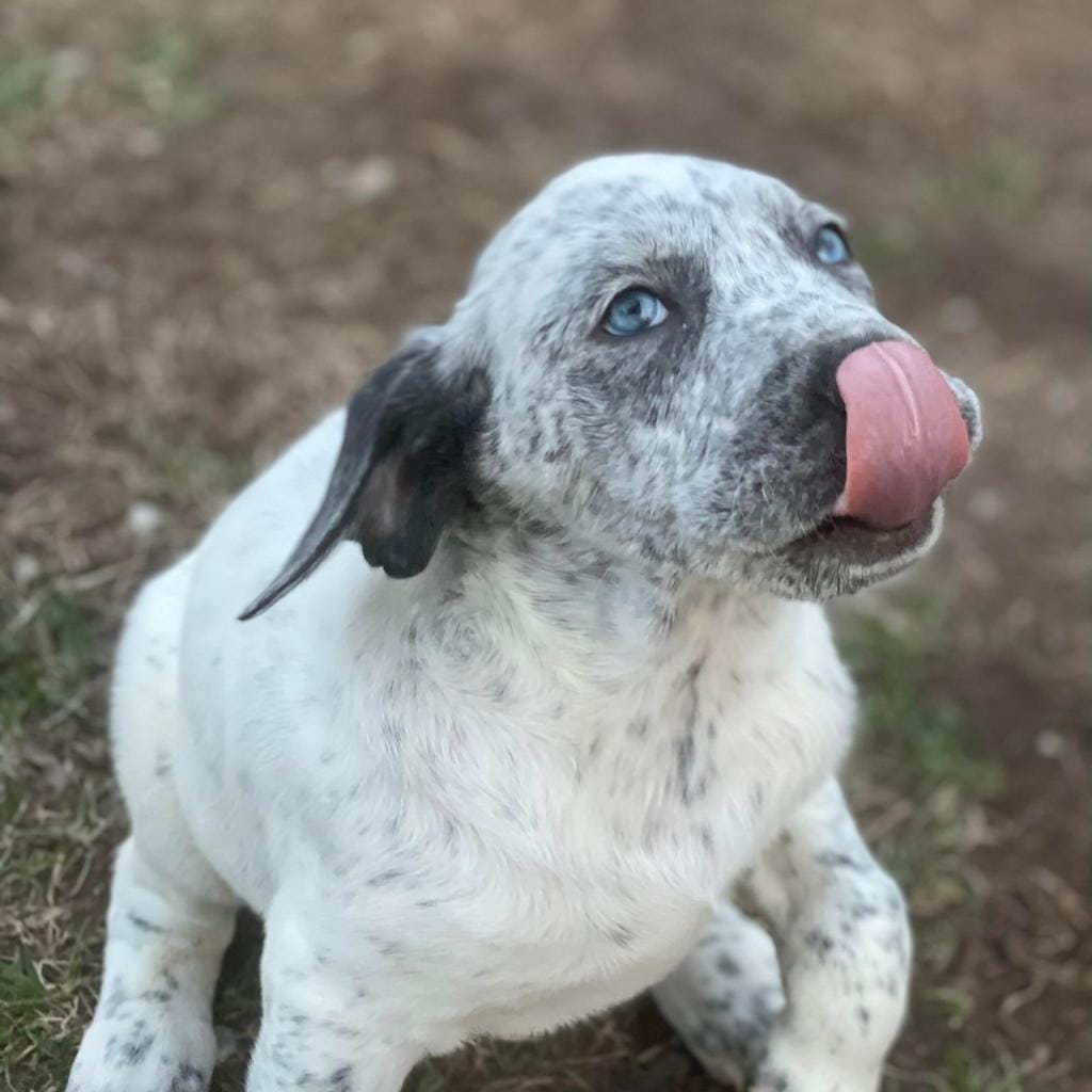 Adopt Dillon / Axel Today - Pets TheCountyOffice