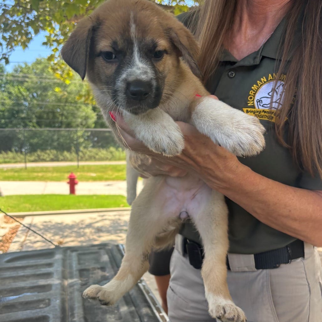 Adopt Pyr Puppy 5 Today - Find Paw Pal
