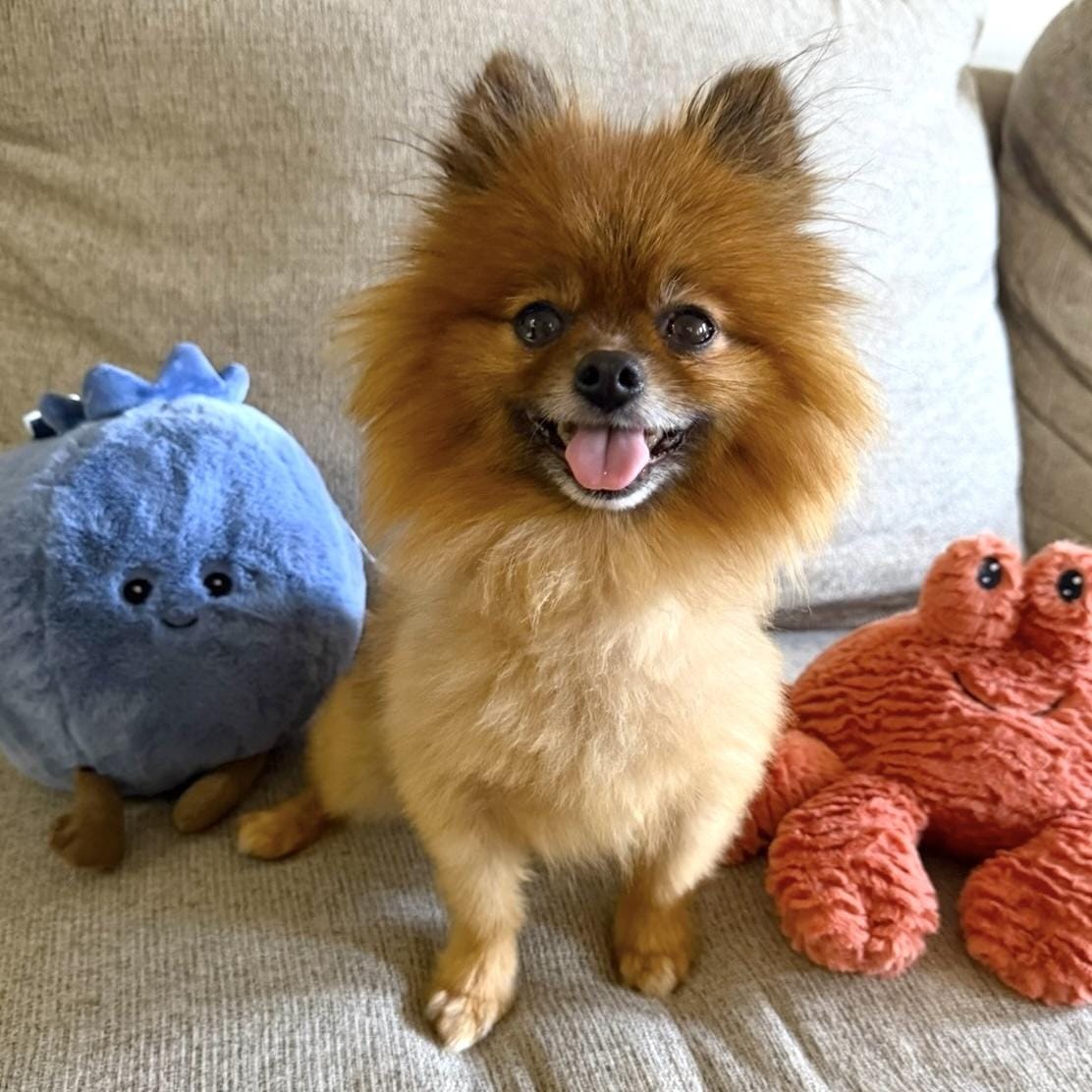 Adopt Mia Today - Find Paw Pal