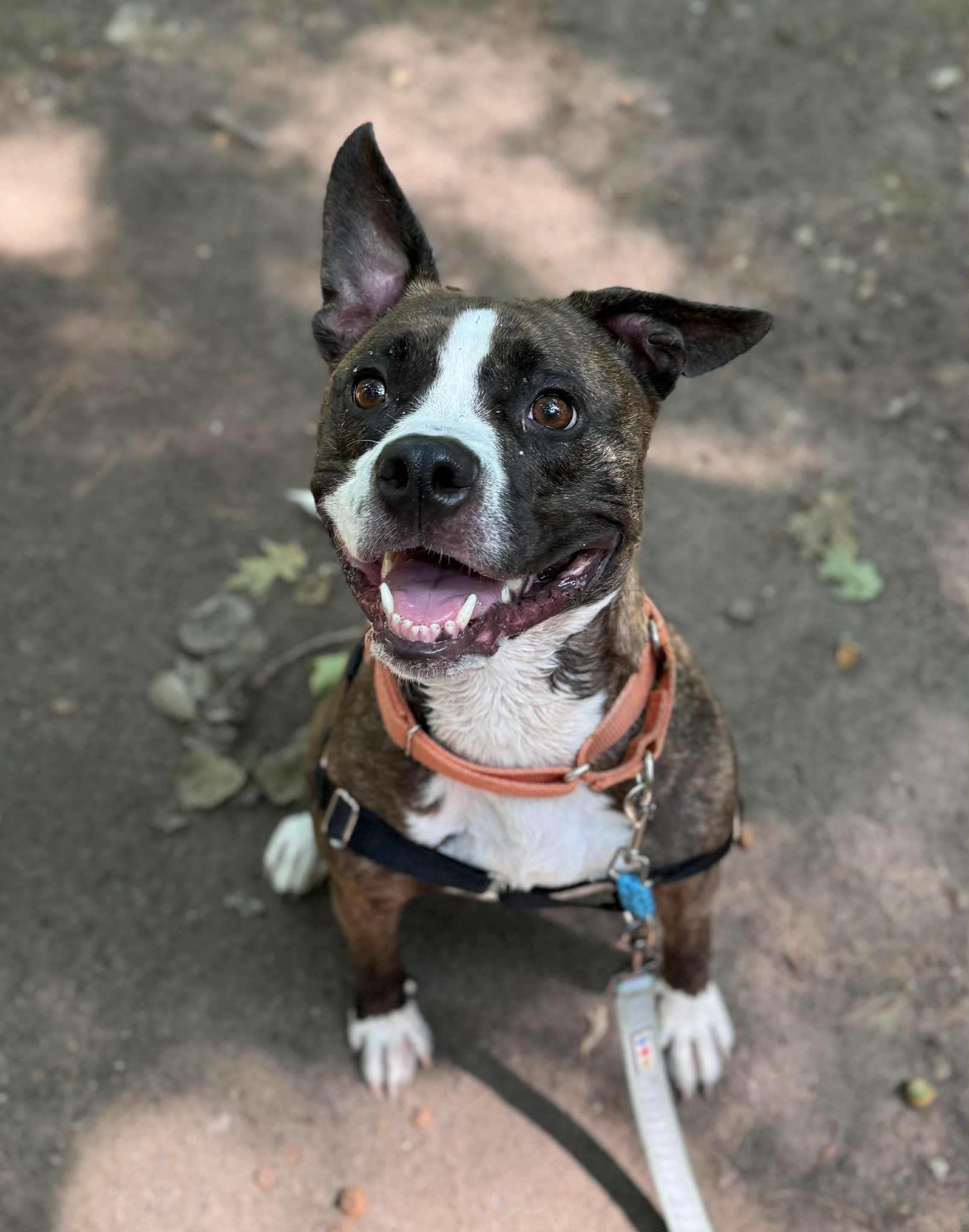 Animal Shelters Near Me - Find Paw Pal