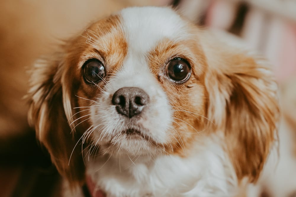 Adopt Kyrah Today - Find Paw Pal