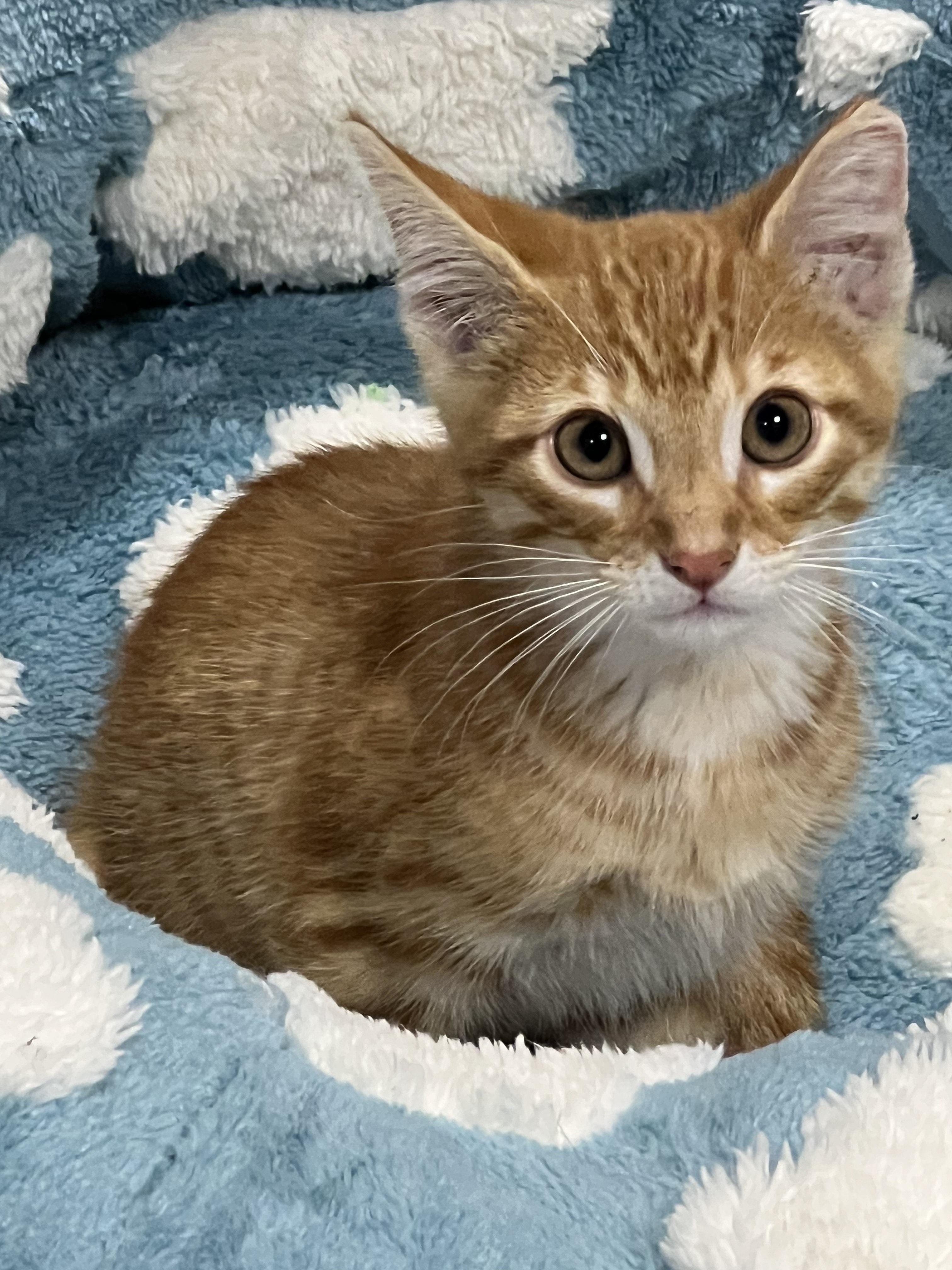 Adopt Marmalade Today - Find Paw Pal