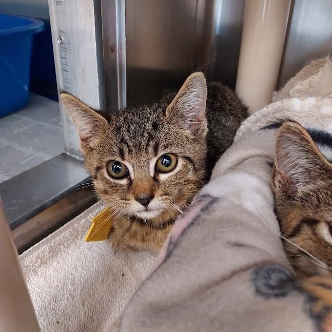 Adopt Skye - Tiny Spirit Kitten Today - Find Paw Pal