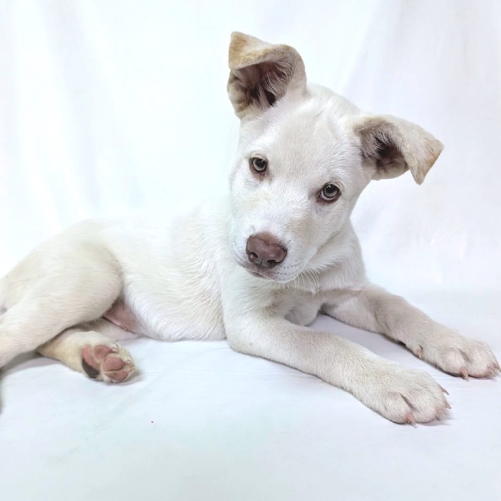 Adopt 554 (2025) Polar Bear Today - Find Paw Pal