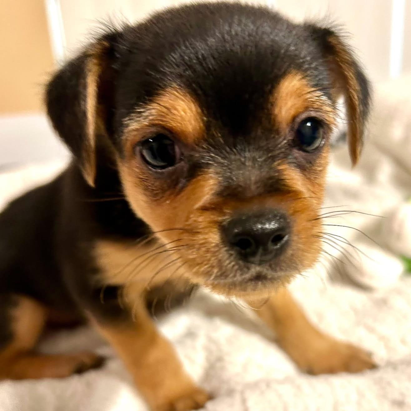 Adopt Mason Today - Pets TheCountyOffice
