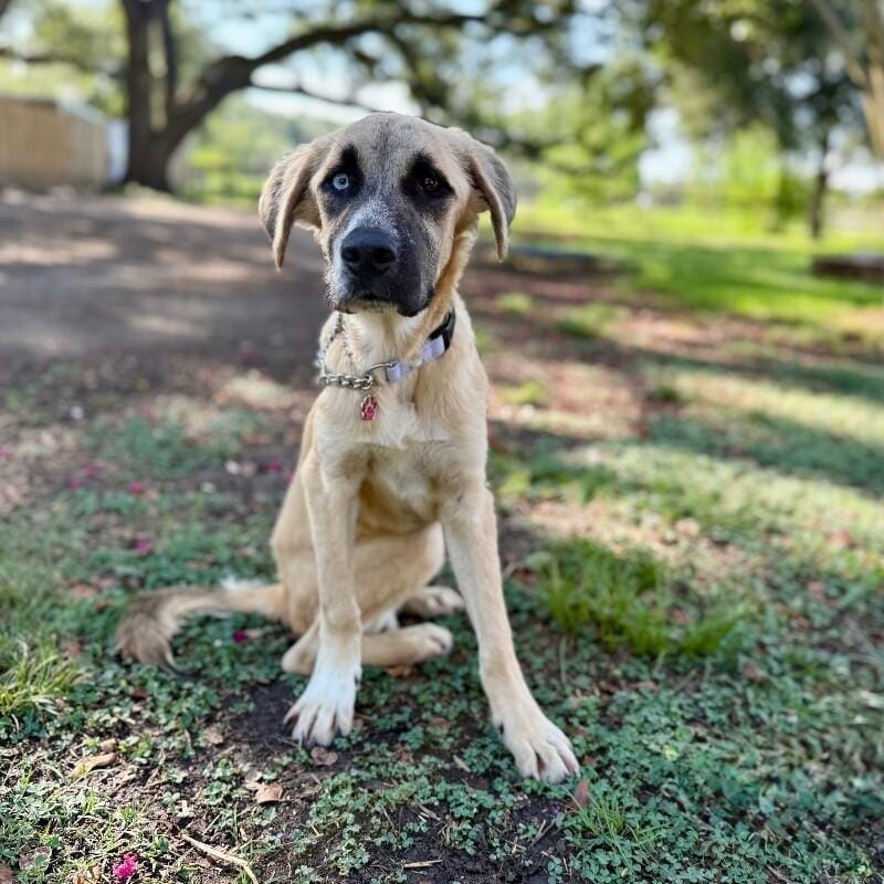 Adopt Sketti Al Dente the Gentle Noodle Boy Today - Find Paw Pal