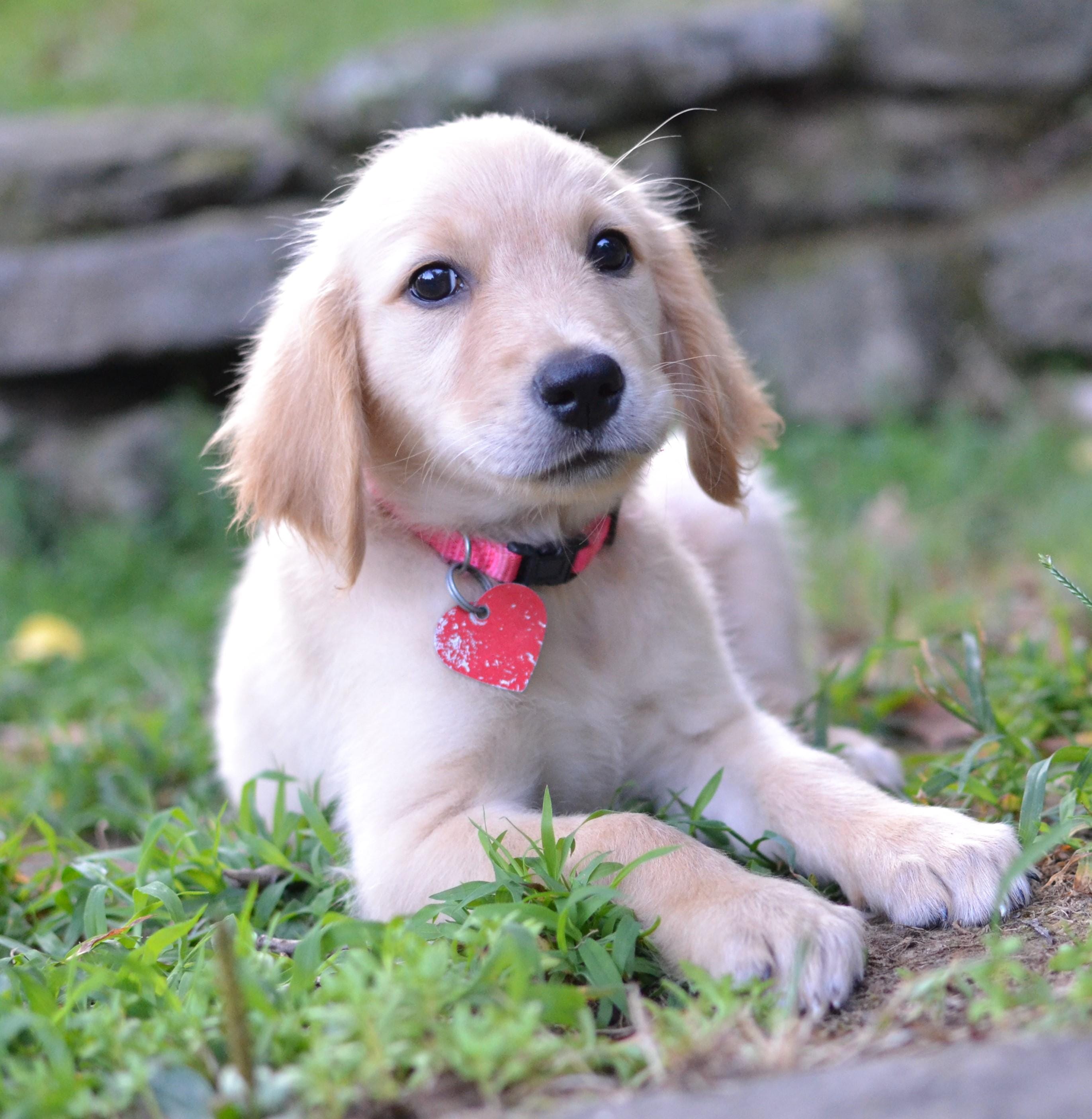 Adopt Cassie Today - Pets TheCountyOffice