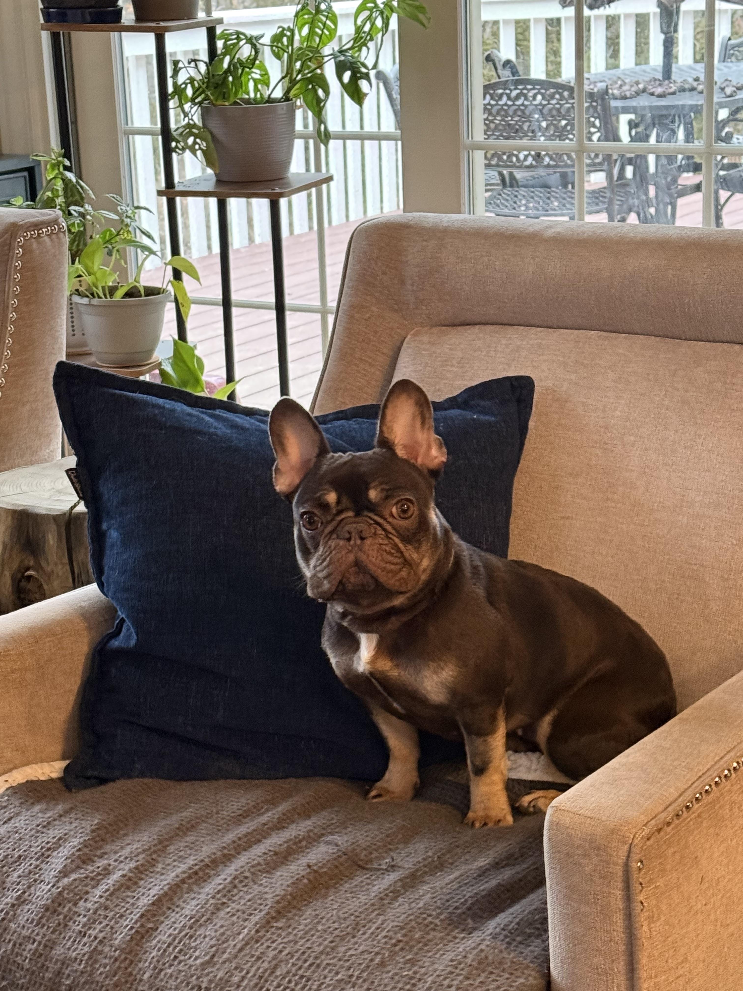 Adopt Barbara Jane Today - Find Paw Pal