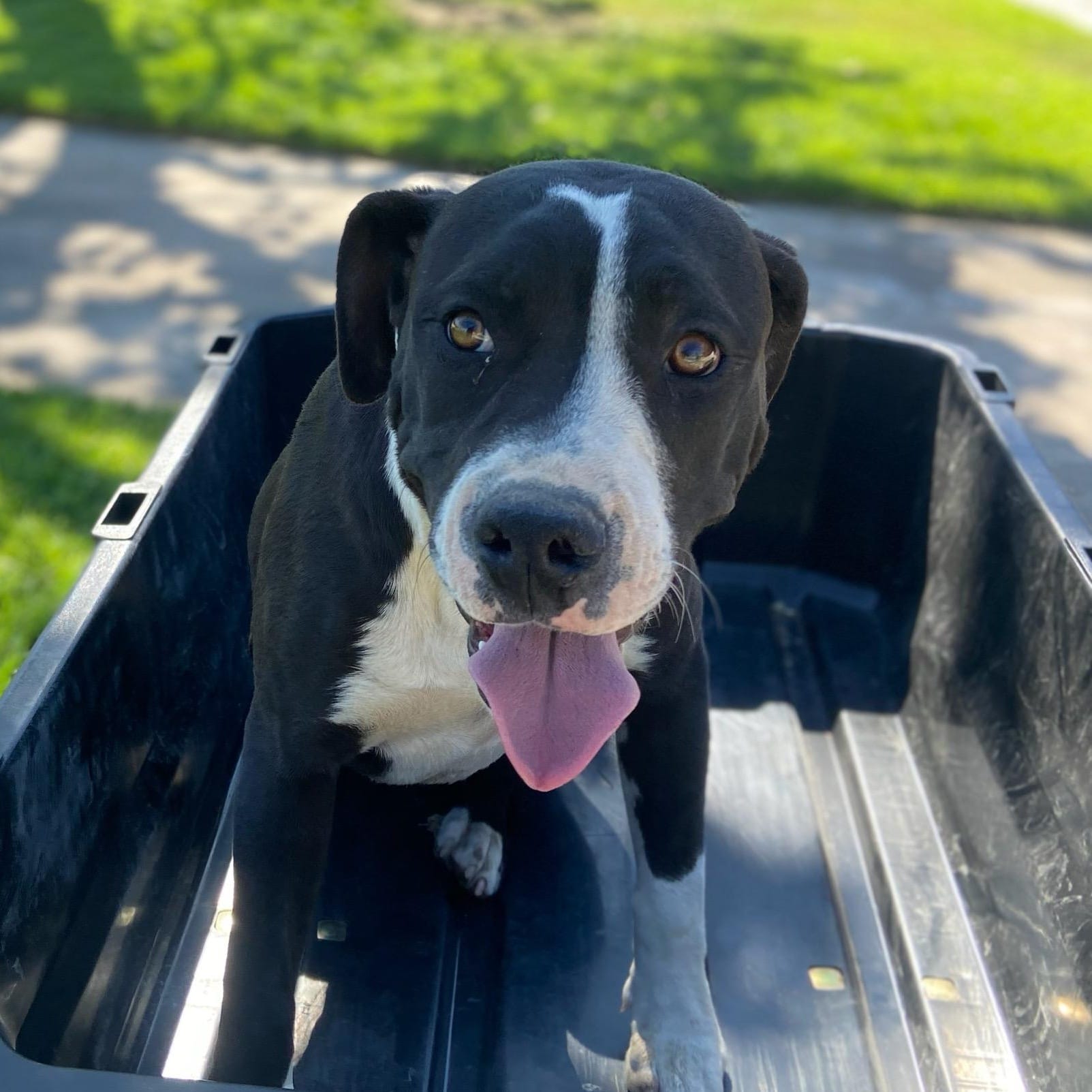 Adopt Batman #4190 ON HOLD UNTIL 08/25/25 (1004) Today - Find Paw Pal