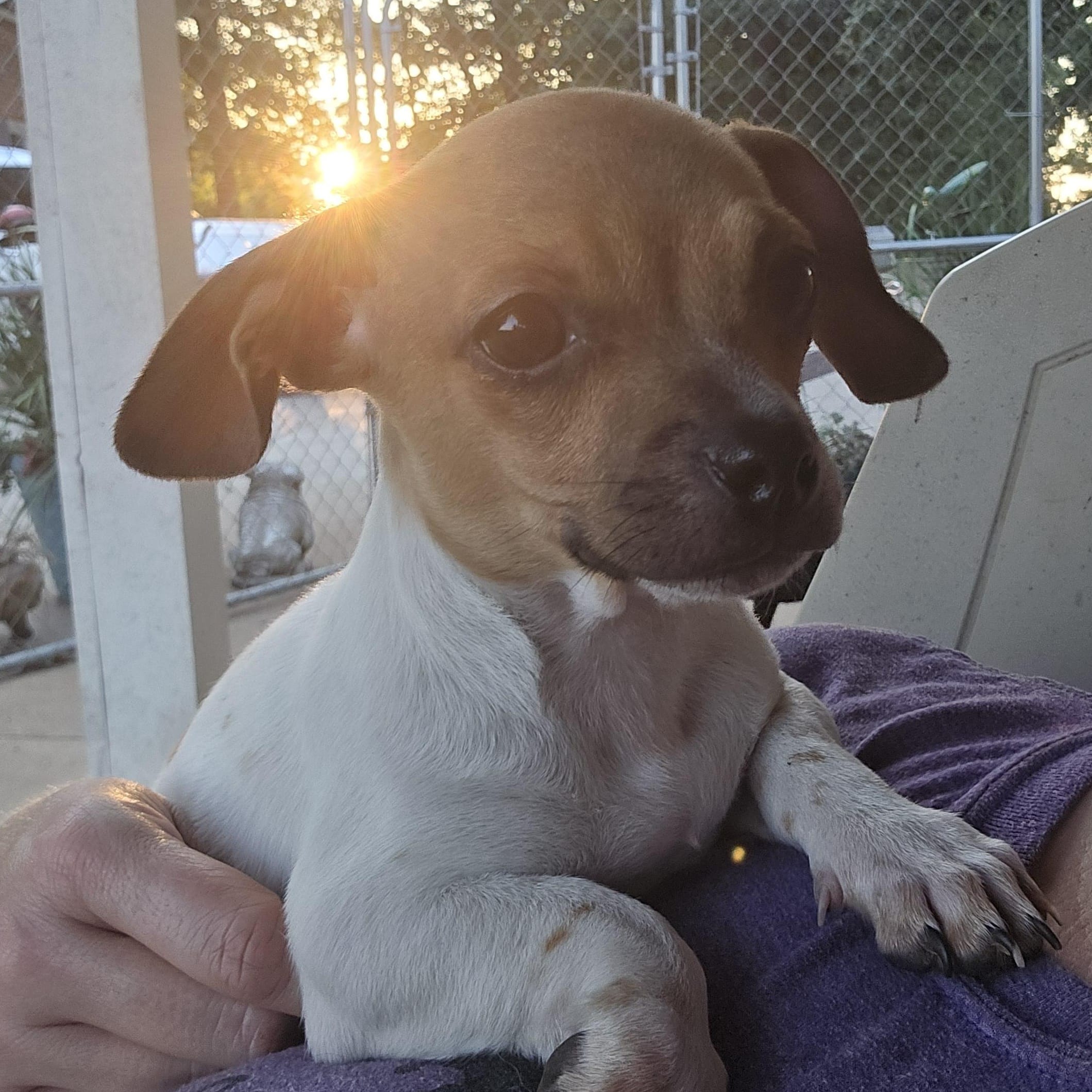 Adopt Wall-E Today - Find Paw Pal