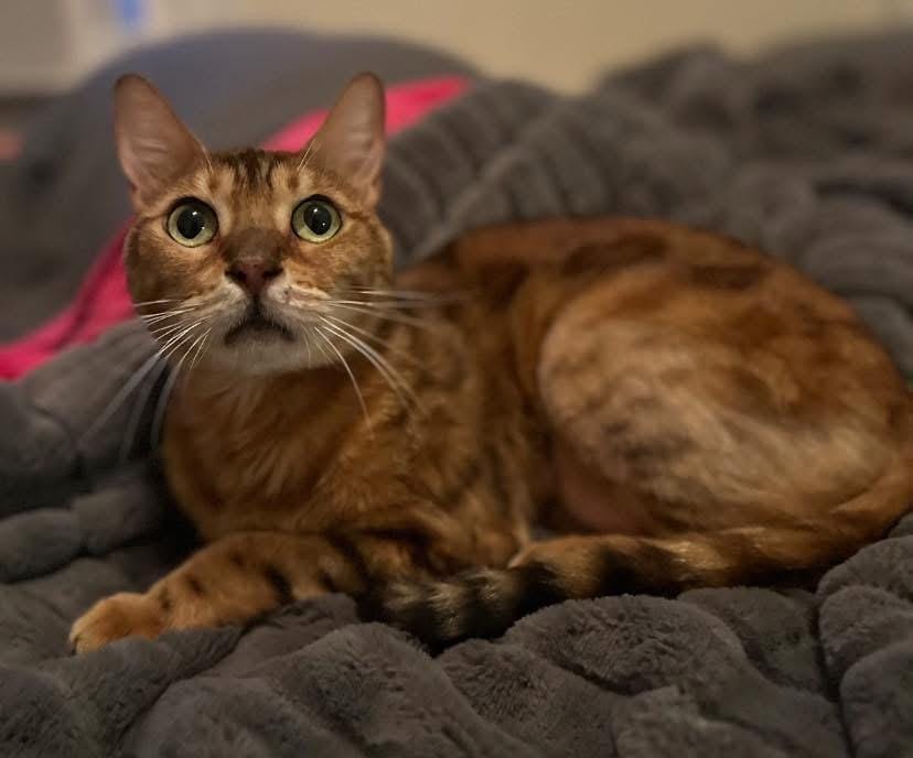Adopt Simone Today - Pets TheCountyOffice