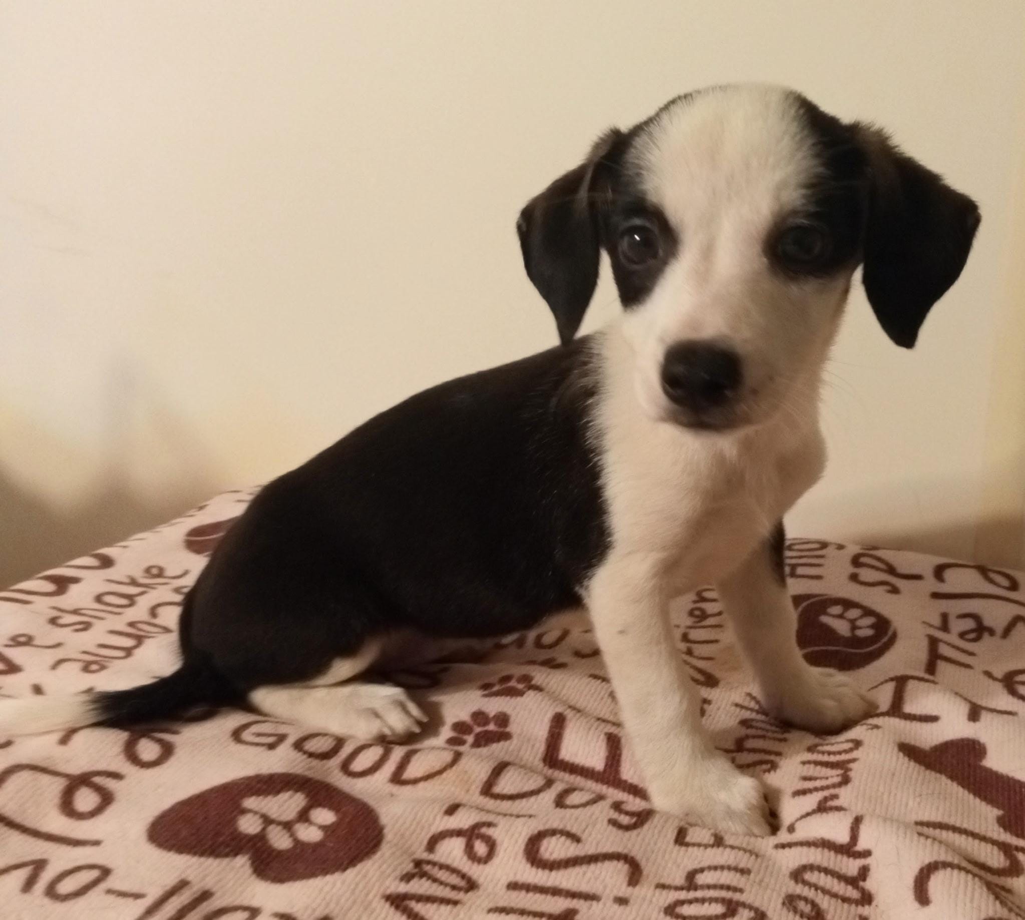 Adopt Primrose Today - Find Paw Pal