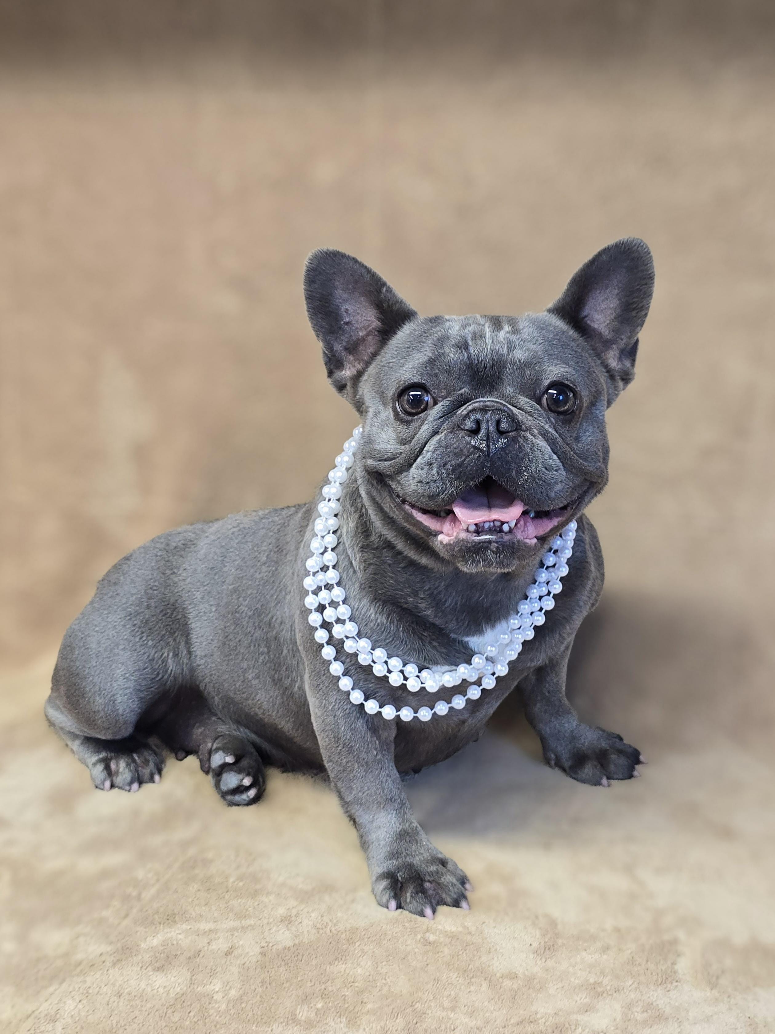 Adopt Frannie Today - Pets TheCountyOffice
