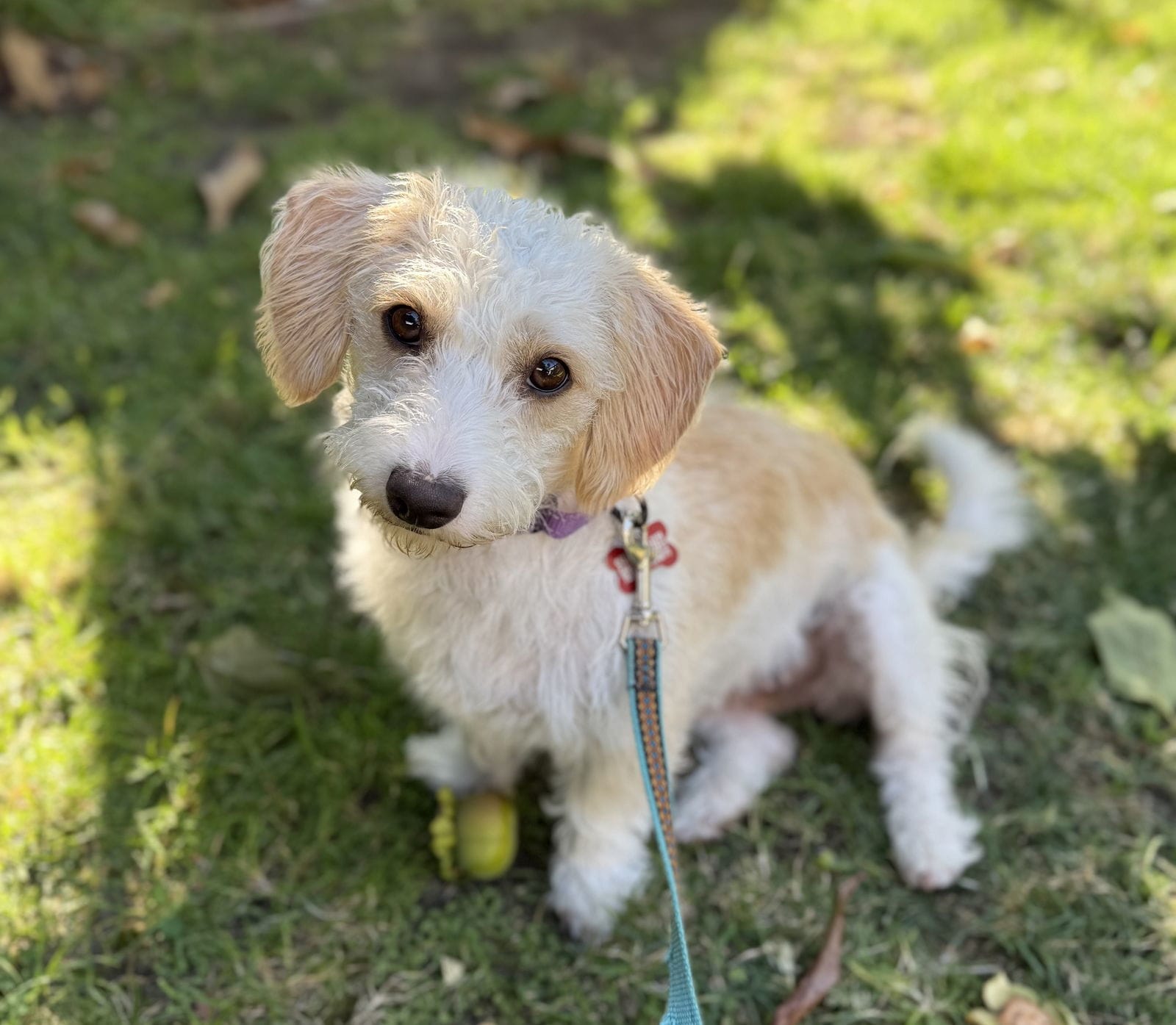 Adopt Coco Chanel Today - Find Paw Pal