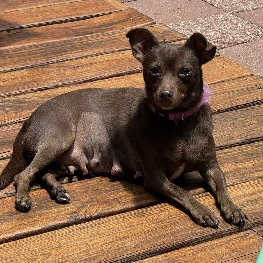 Adopt Coco Today - Find Paw Pal