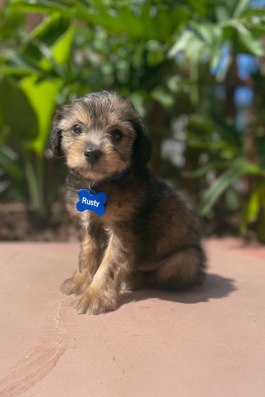 Adopt Rusty Today - Pets TheCountyOffice