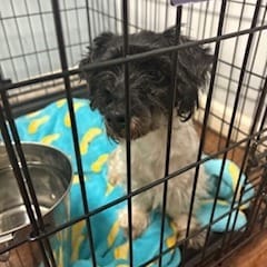 Adopt Birdie Mac Today - Pets TheCountyOffice