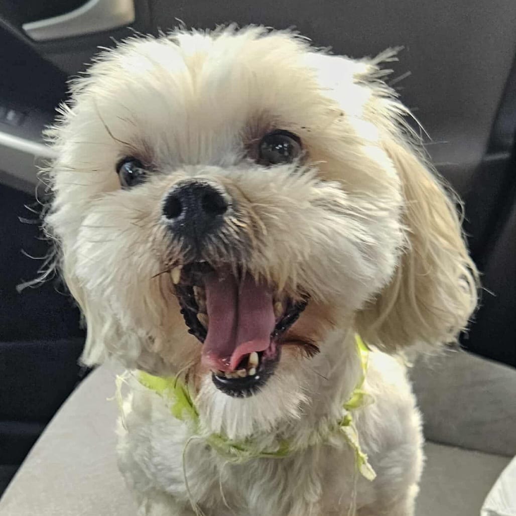 Adopt Elsie Mae Today - Find Paw Pal