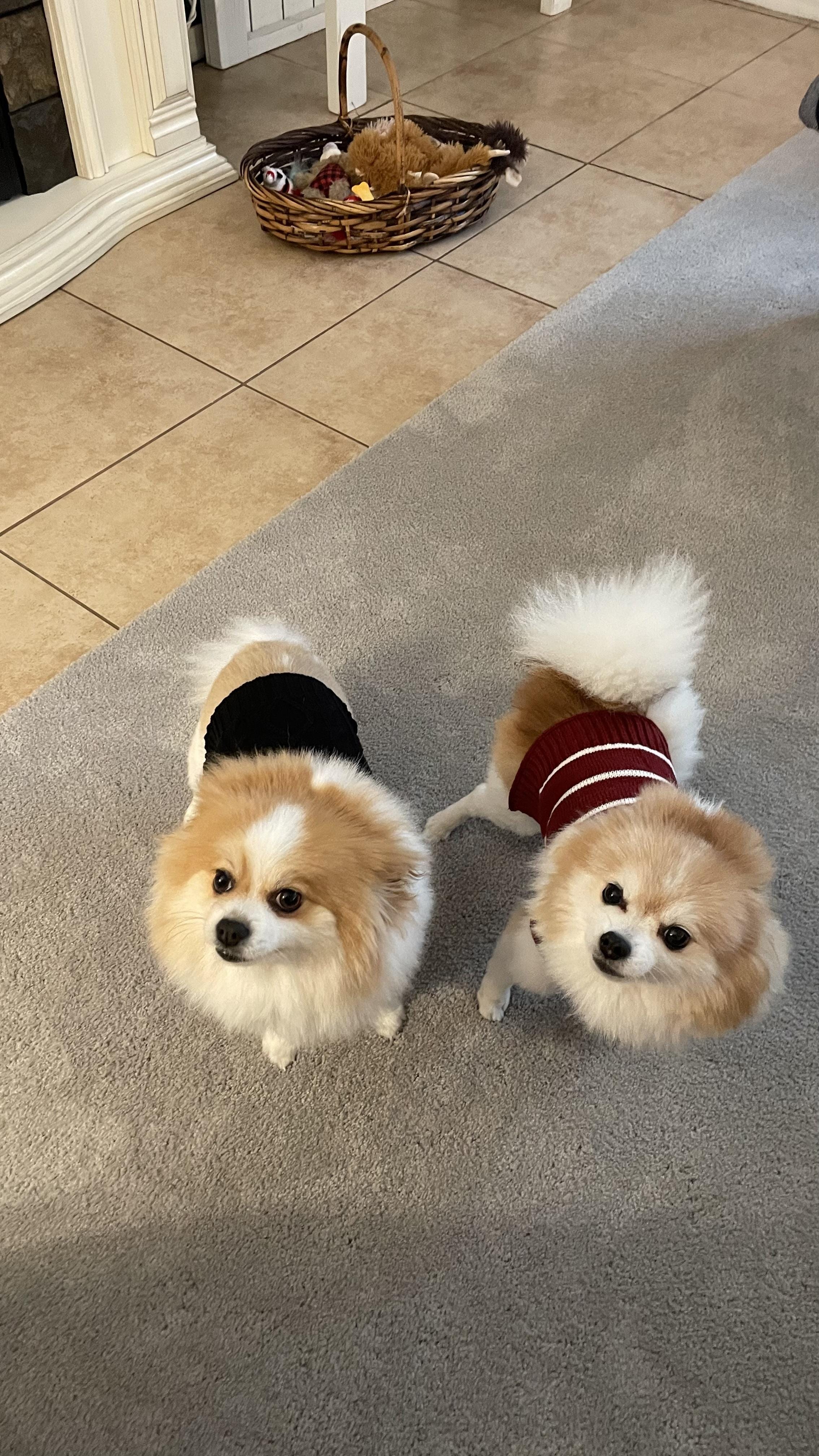 Adopt Cooper & Charlie Today - Find Paw Pal