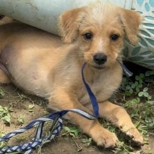 Adopt Sparkler Today - Pets TheCountyOffice