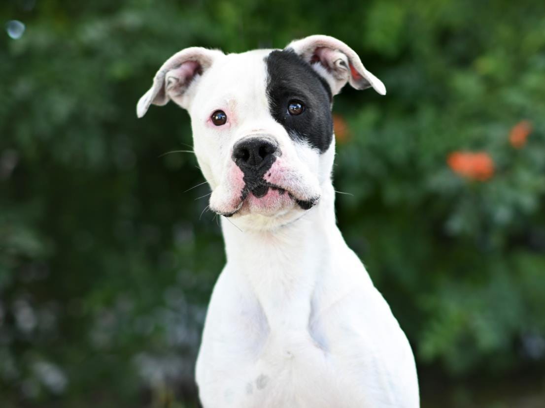 Adopt FELIX Today - Pets TheCountyOffice