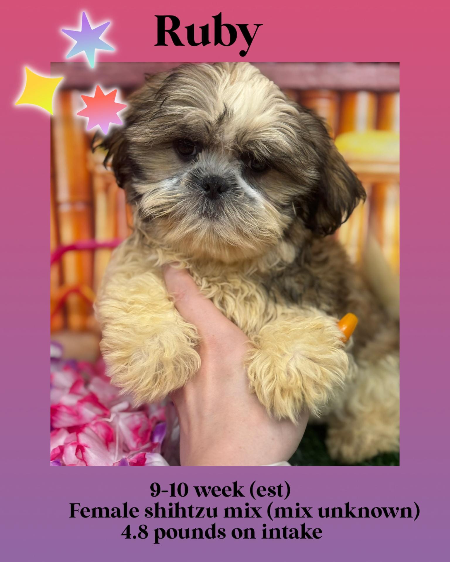 Adopt Ruby Today - Pets TheCountyOffice