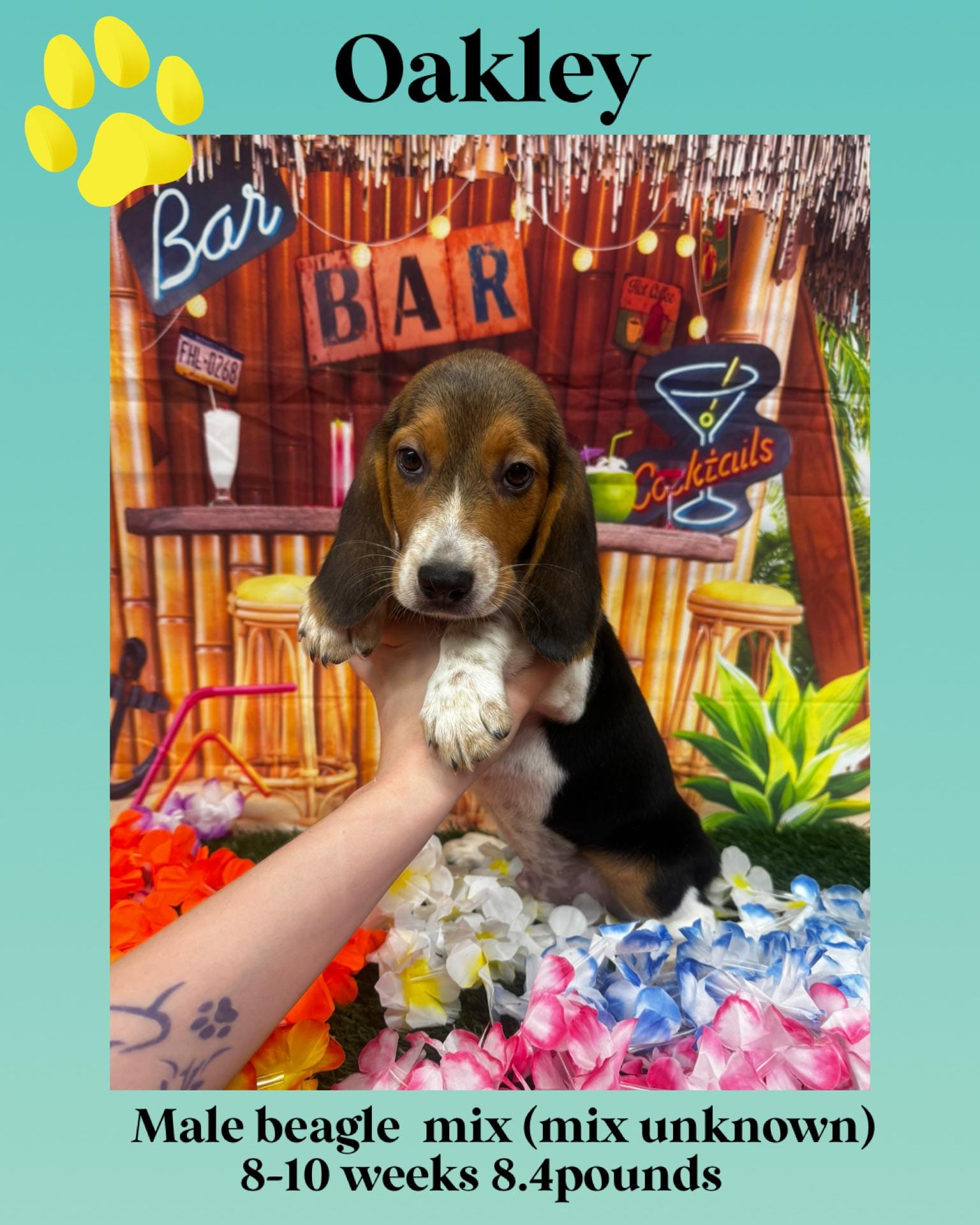 Adopt Oakley Today - Pets TheCountyOffice