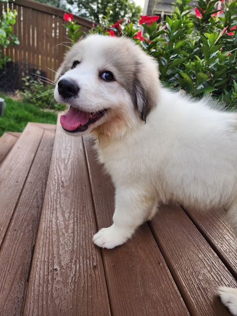 Adopt Aspen Today - Pets TheCountyOffice