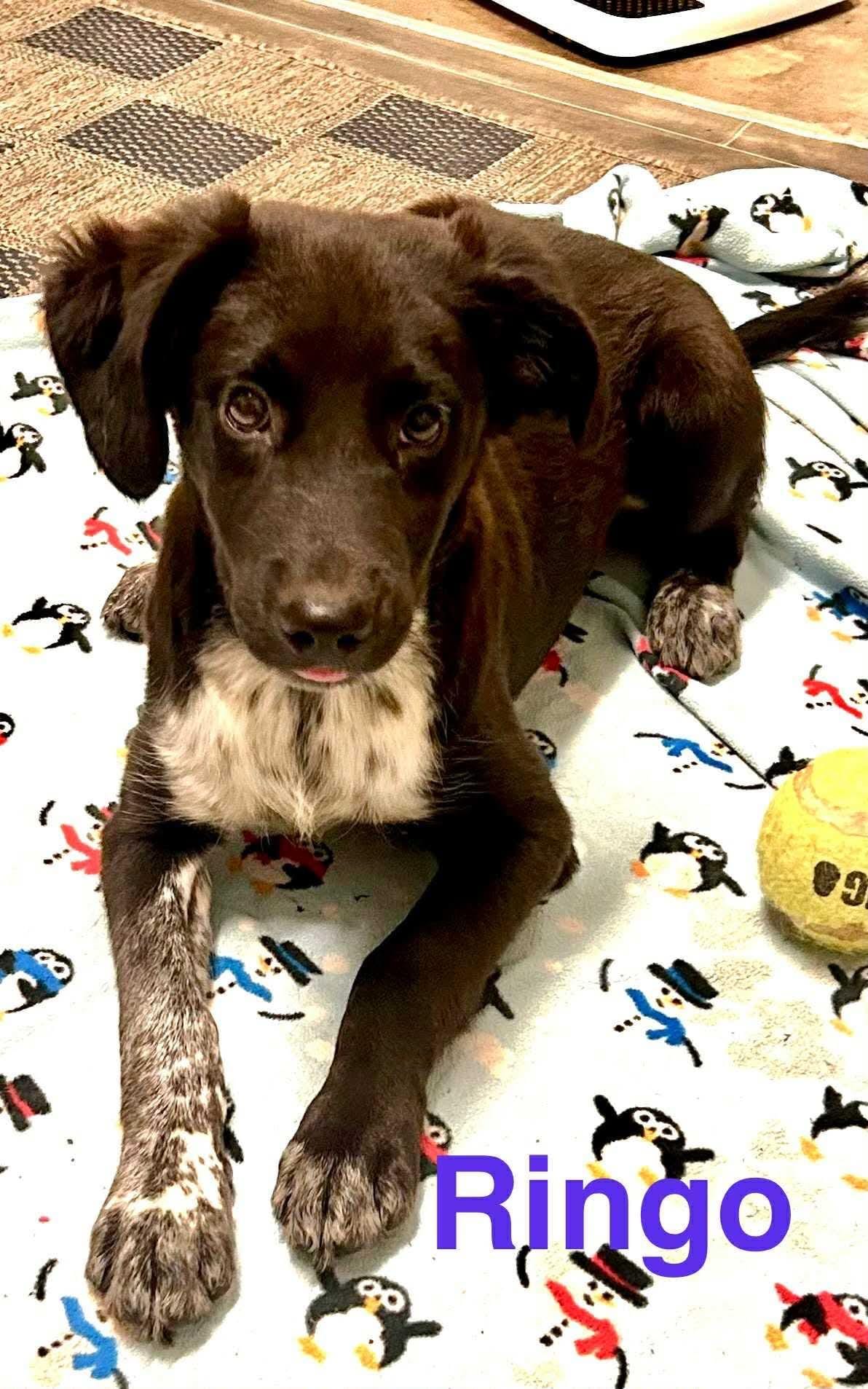Adopt Ringo Today - Find Paw Pal