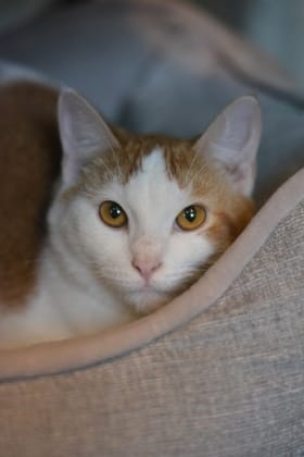Adopt Ferris Wheel Today - Find Paw Pal