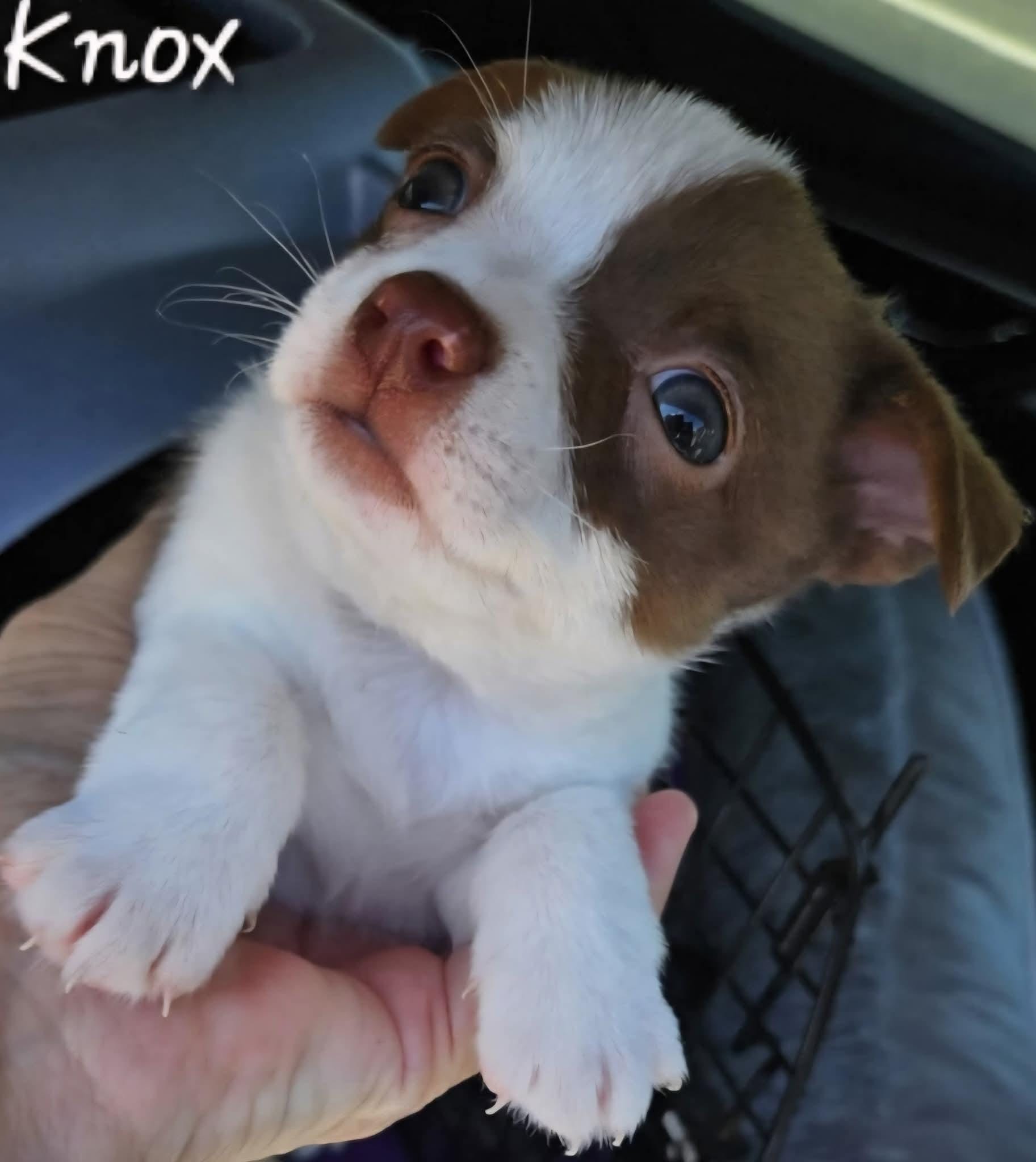 Adopt Knox Today - Pets TheCountyOffice