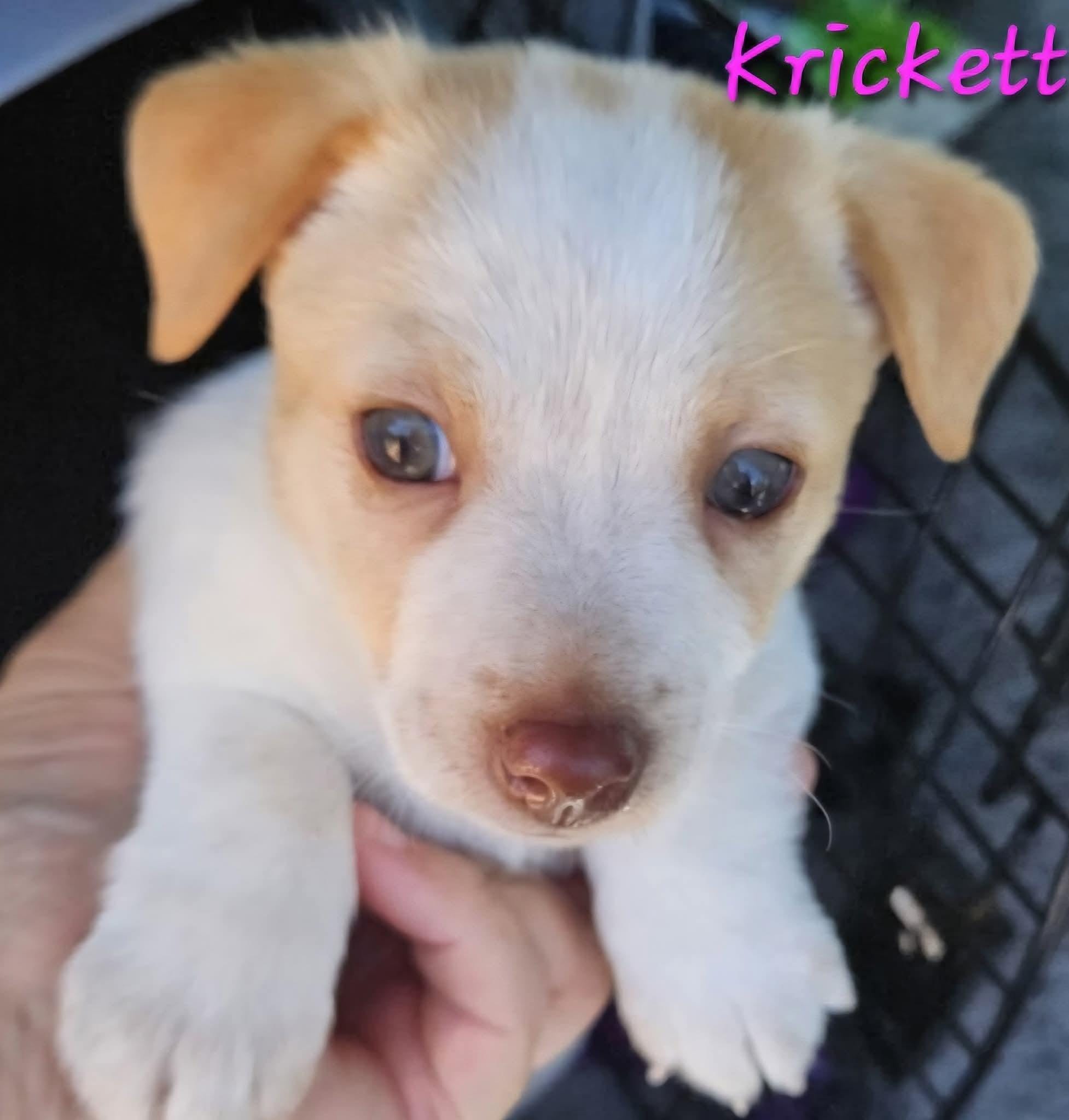 Adopt Krickett Today - Pets TheCountyOffice